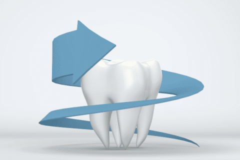 Raíz del diente| Función, Tipos y Riesgos de Raíces Dentales Expuestas